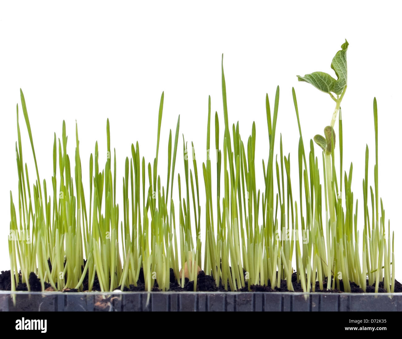 Sprout grass in the soil and one leader plant Stock Photo - Alamy