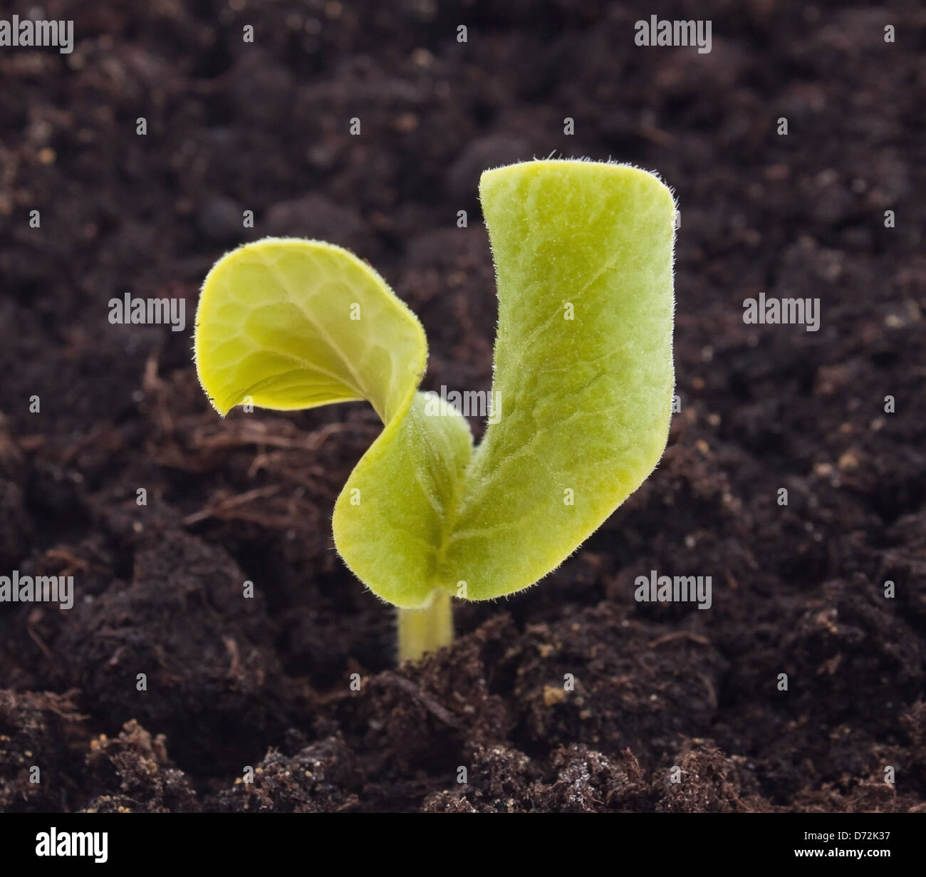 Young plant in the soil Stock Photo - Alamy