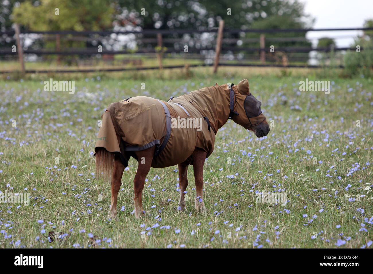Ingelheim, Germany, Shetland pony stands with fly mask and Ekzemerdecke ...