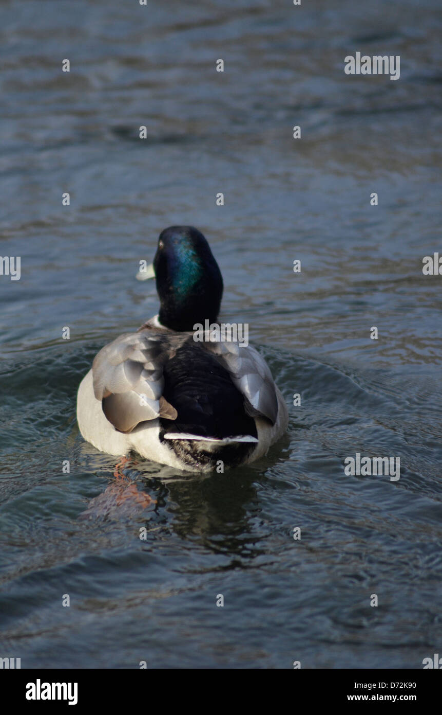 duck in water Stock Photo - Alamy
