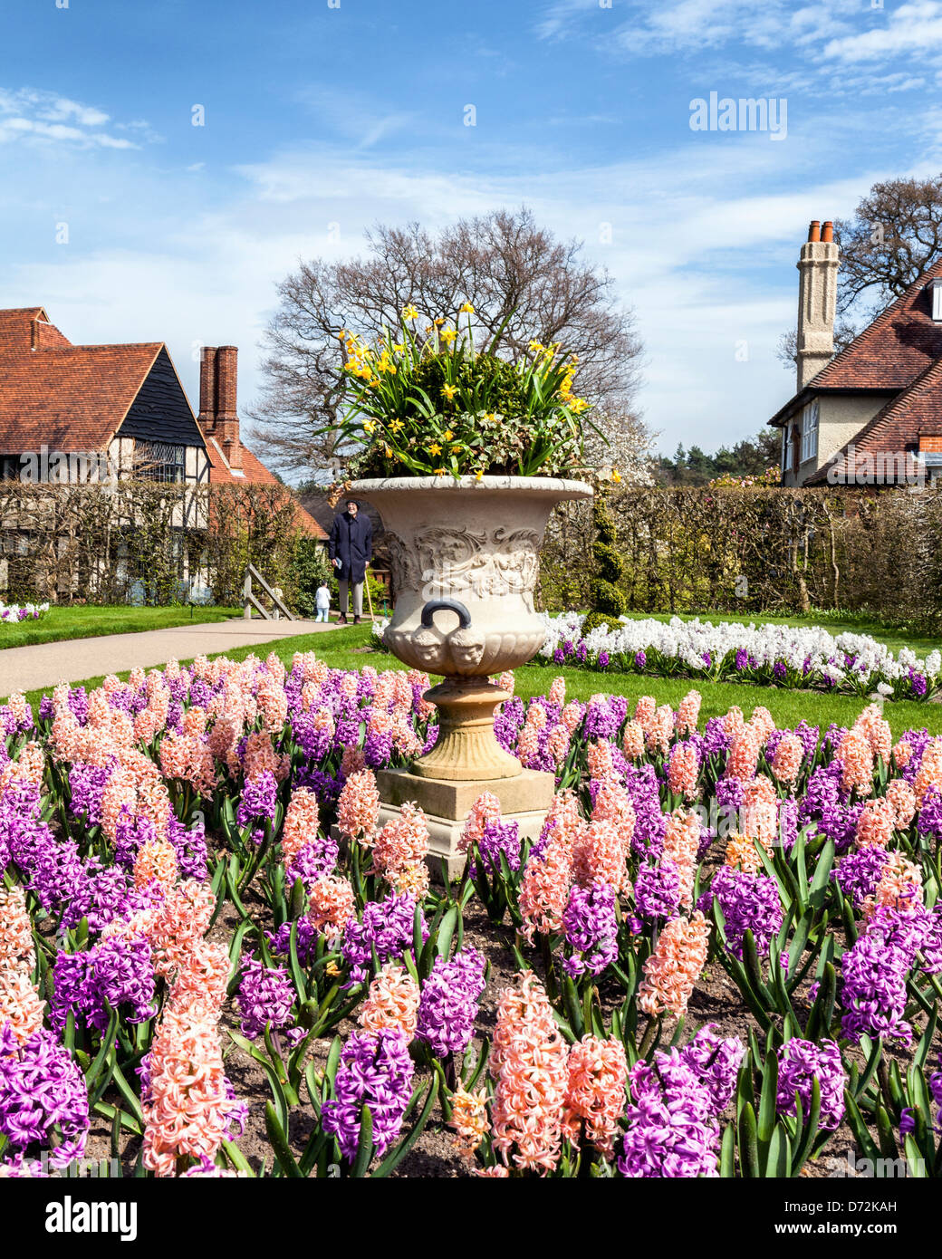 Colourful hyacinths and stone planter in spring at Wisley RHS Garden ...