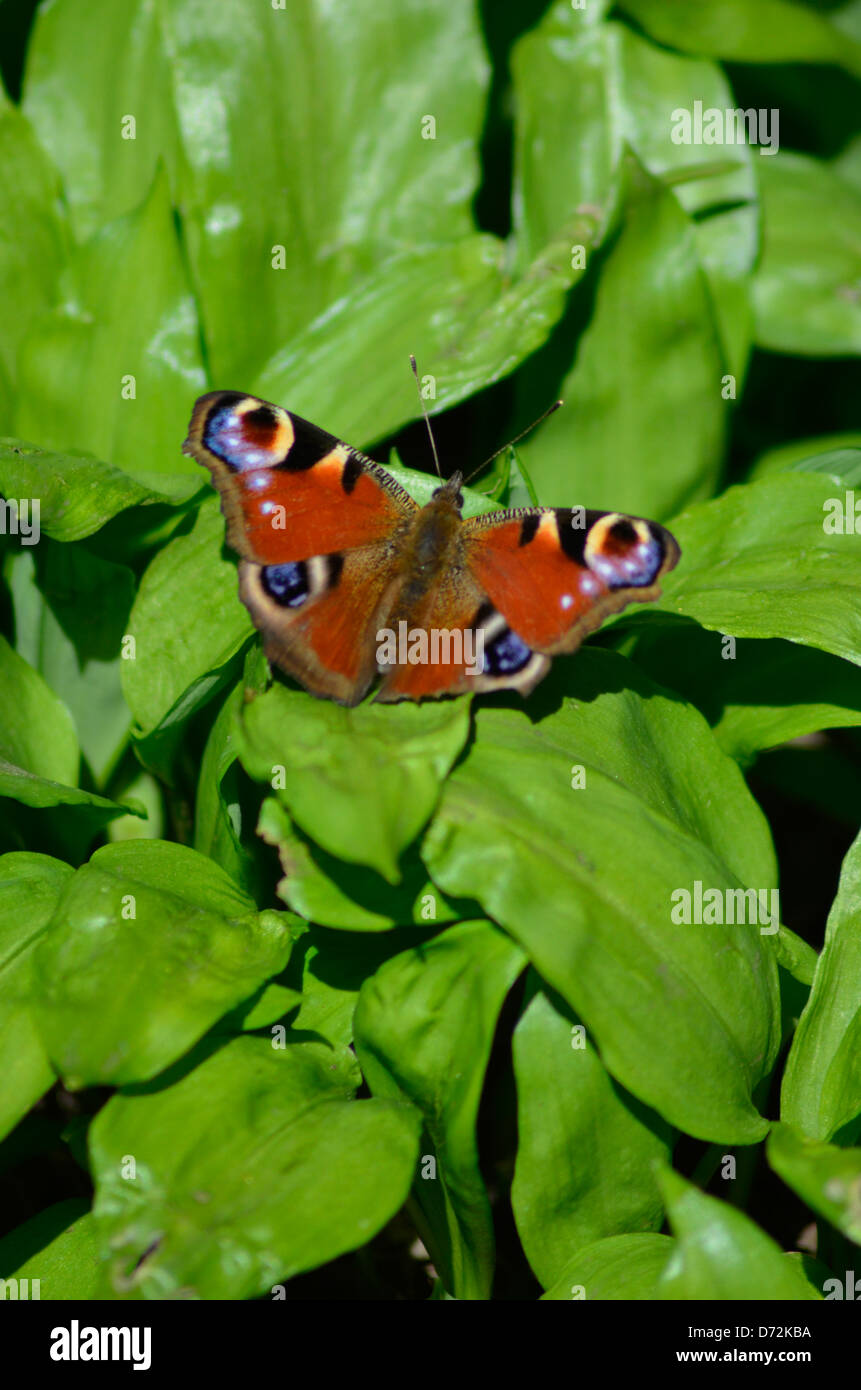 Butterfly colours hi-res stock photography and images - Alamy