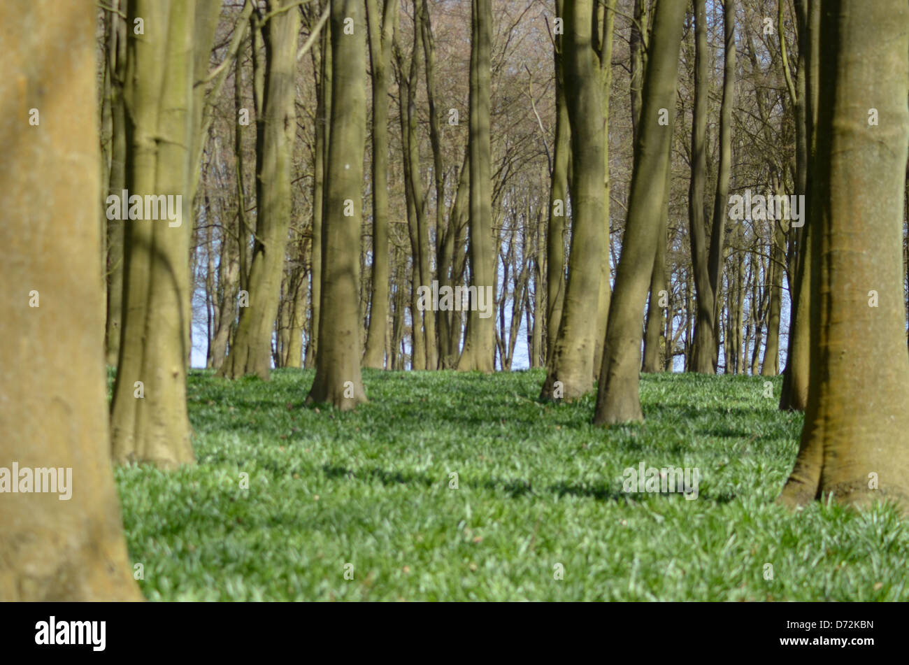 Woodland image hi-res stock photography and images - Alamy
