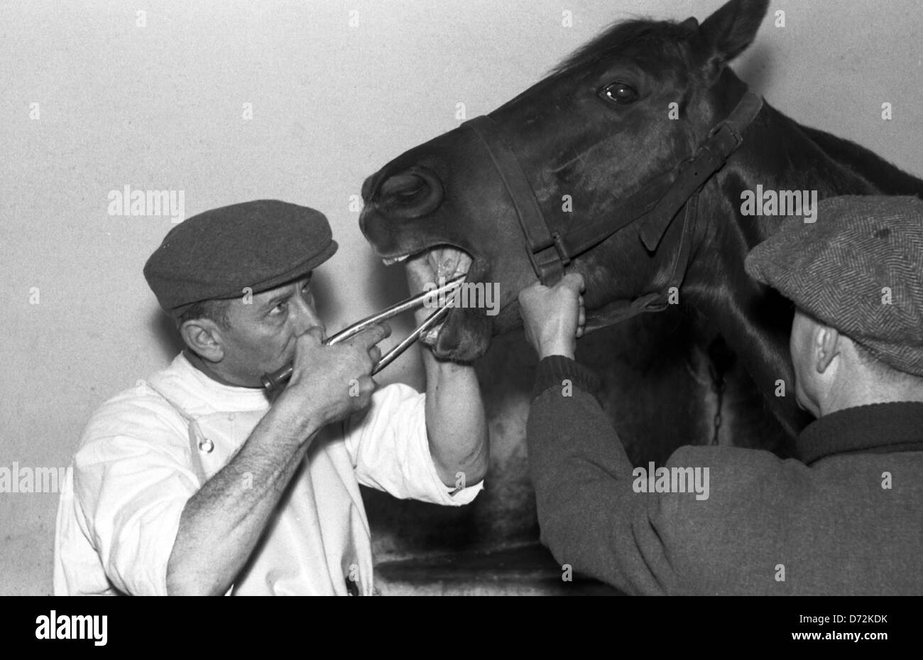 Dresden, East Germany, Pferdezahnart Arthur MacManus pulls a horse ...