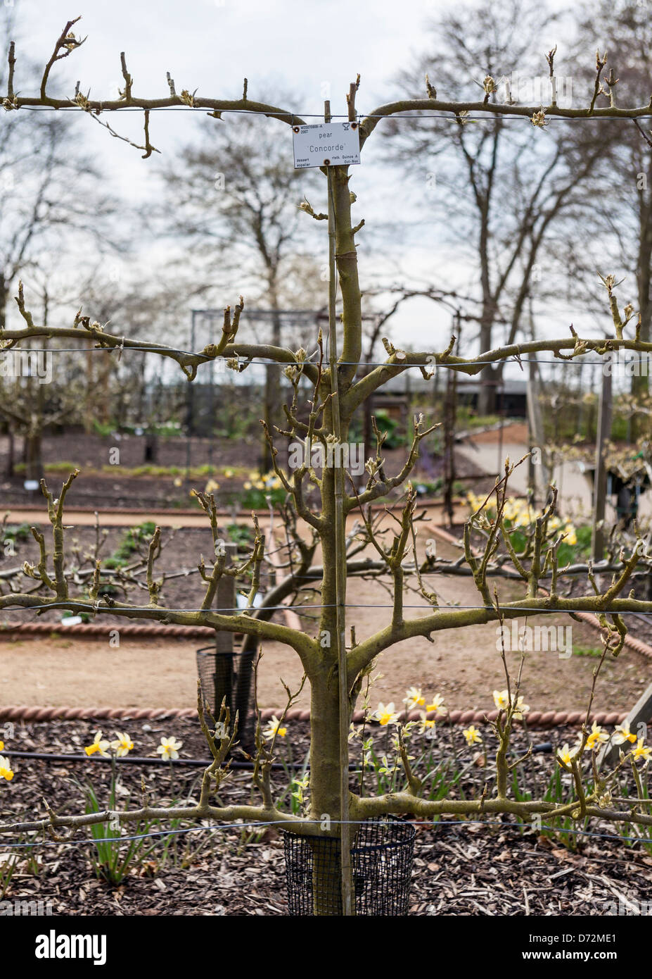 Espalier pear tree in the fruit garden in spring at Wisley RHS Garden ...