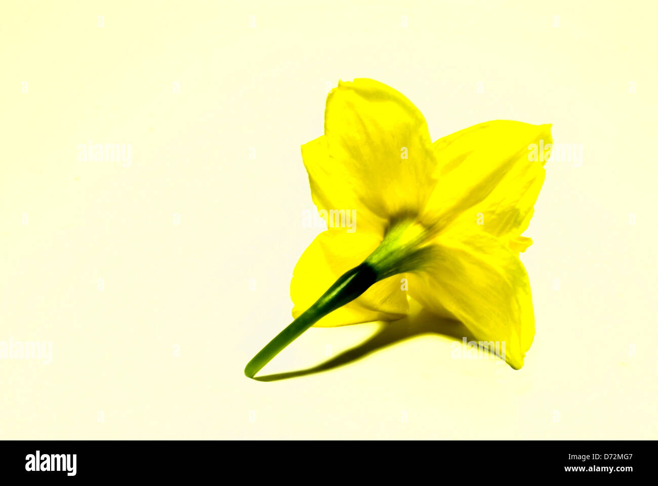 single yellow daffodil flower isolated on white background Stock Photo ...