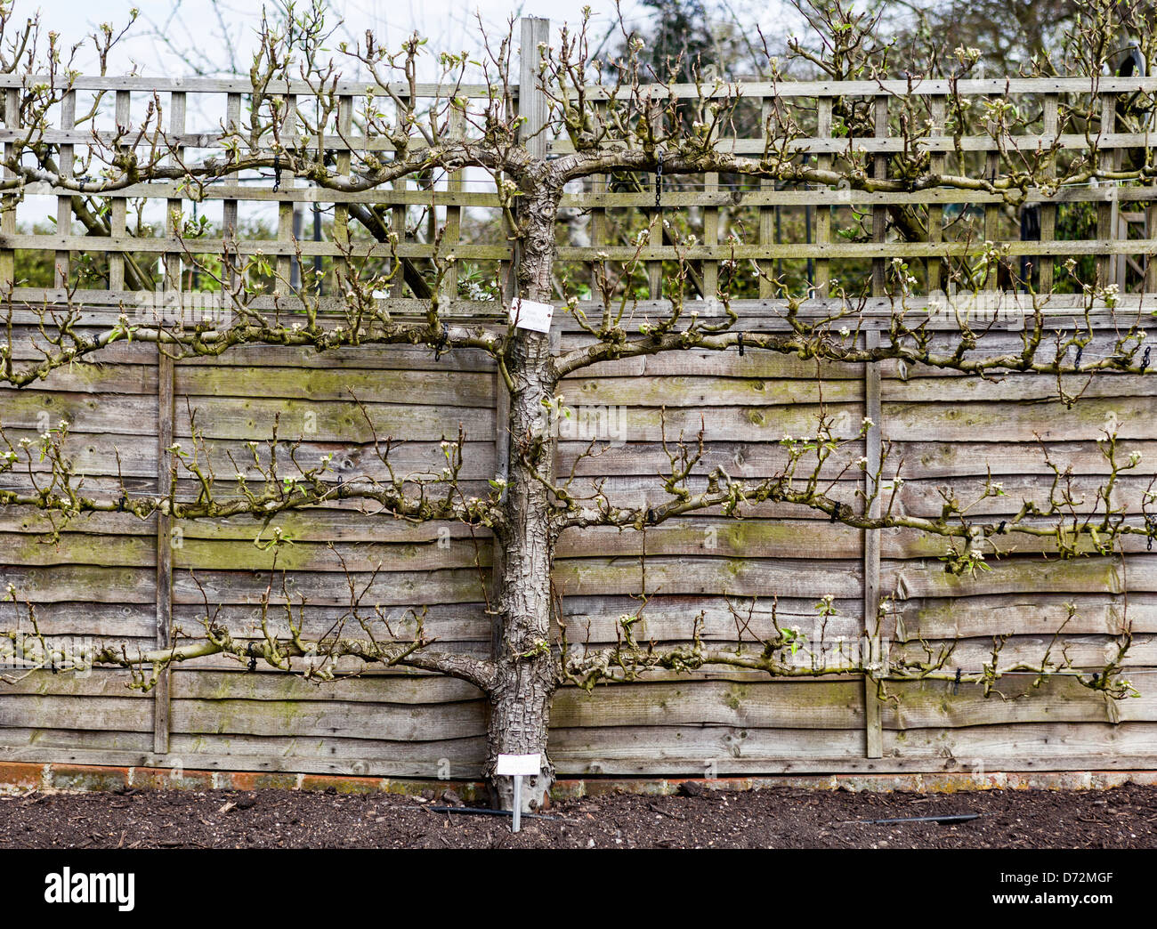 Espalier pear tree in the fruit garden in spring at Wisley RHS Garden ...