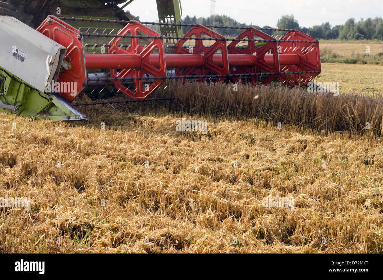closeup of combine machine tractor equipment harvest wheat in ...