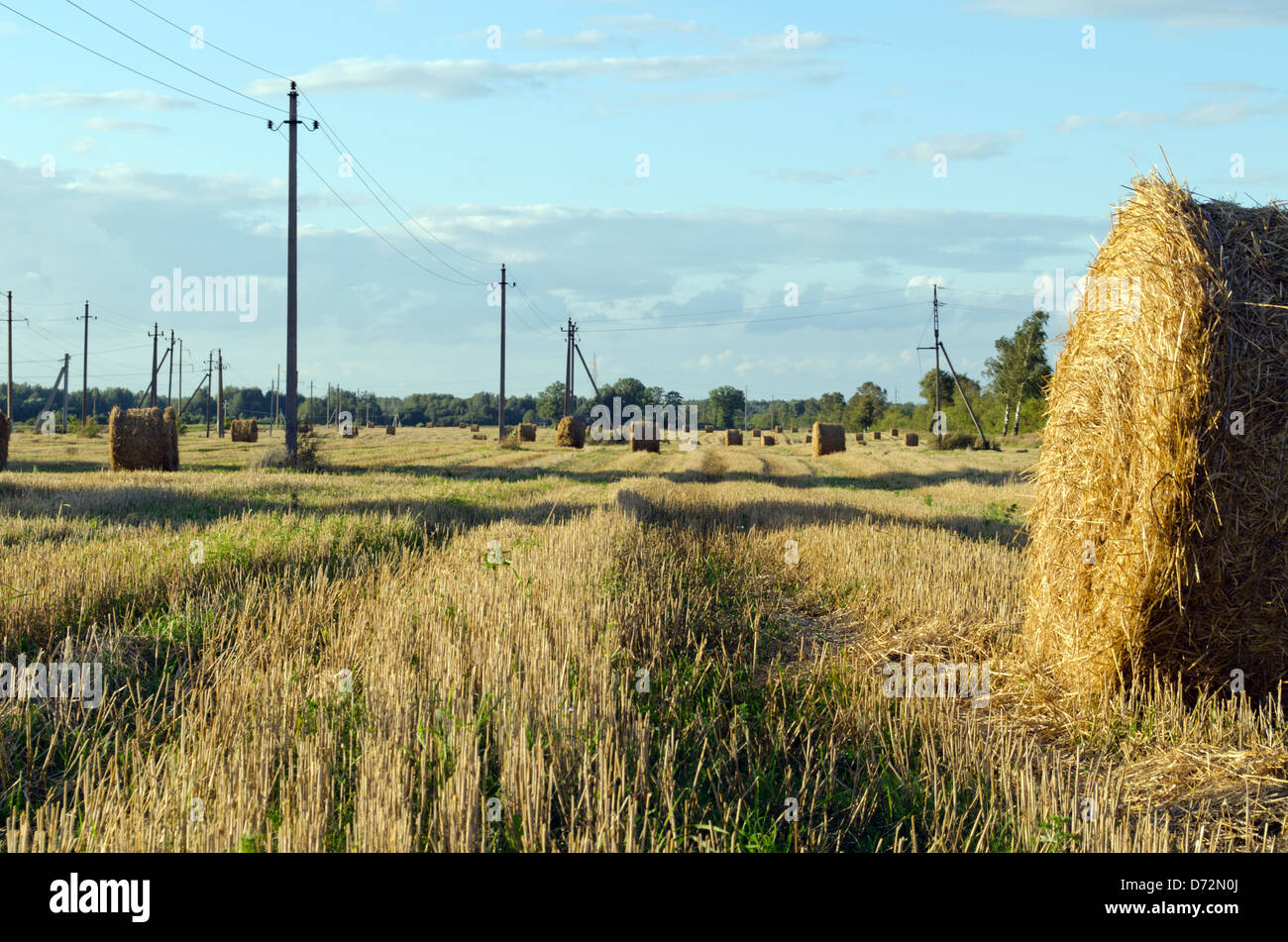 straw bales in harvested agricultural field electric wire poles and ...
