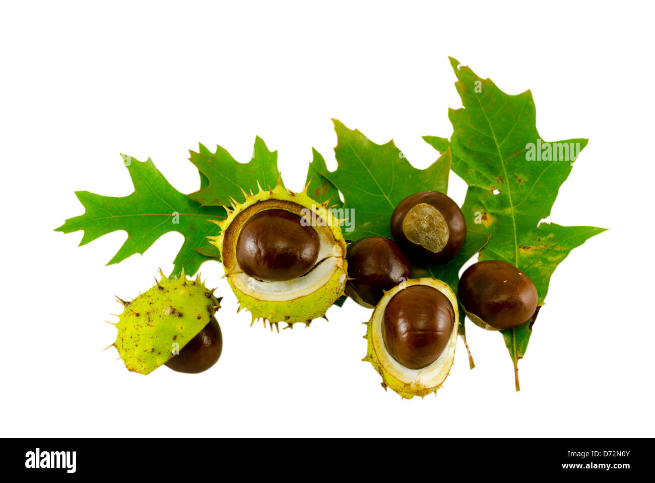 autumn leaf composition with chestnuts and shell isolated on white ...