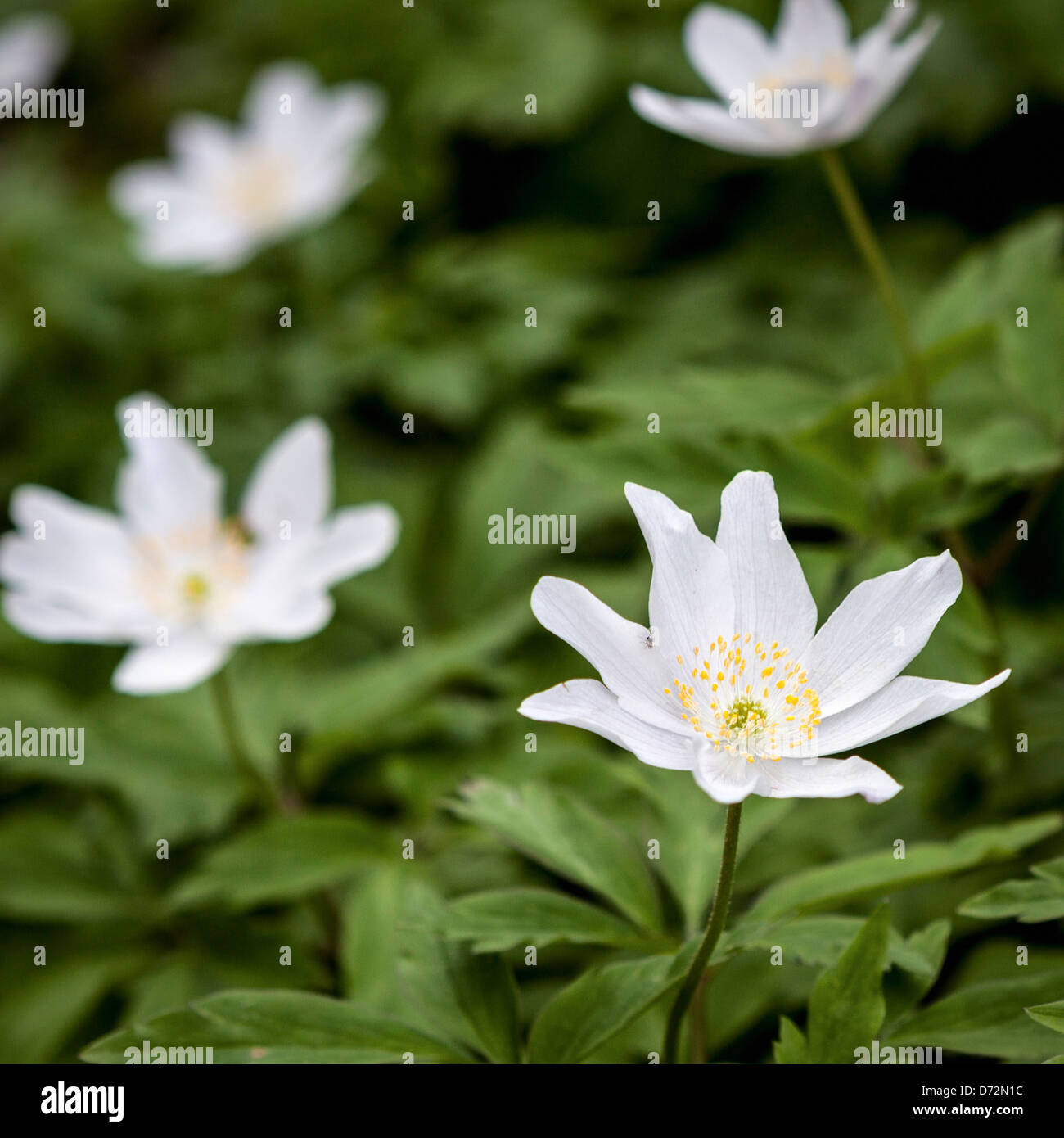 White flowers of the wood anenome, anenome nemorosa, in spring at ...