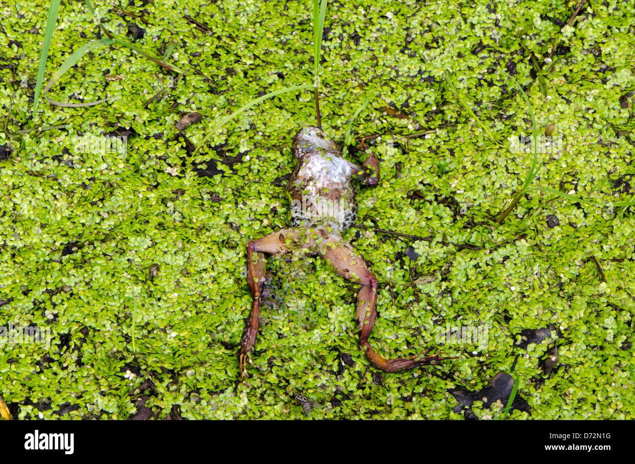 Frog stomach plant hi-res stock photography and images - Alamy