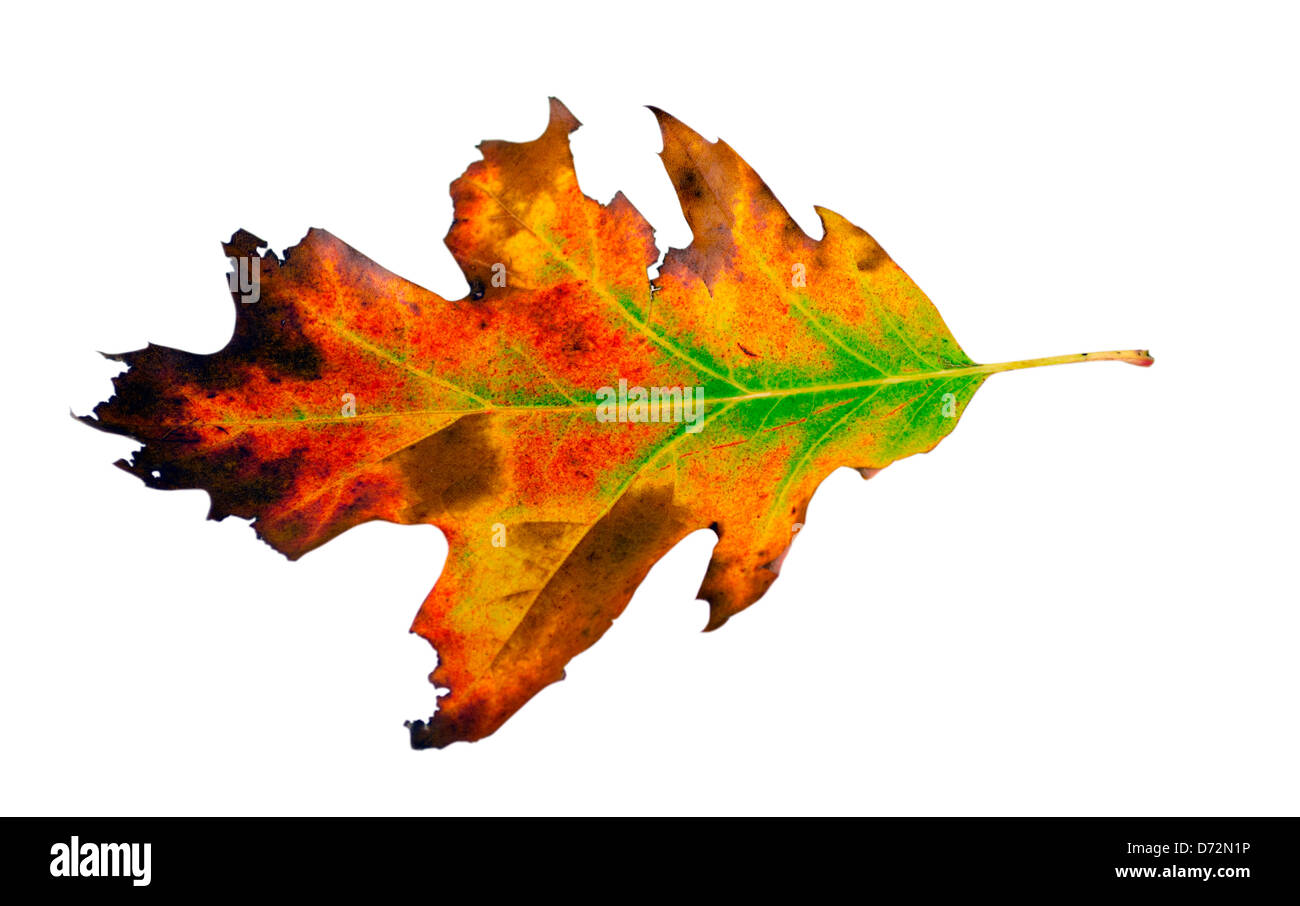 varicoloured decorative oak leaf isolated on white background Stock ...