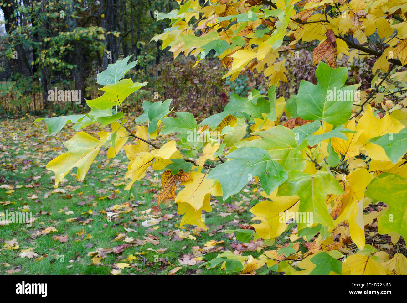 decorative garden tree colorful branches with beautiful shape leaves in ...