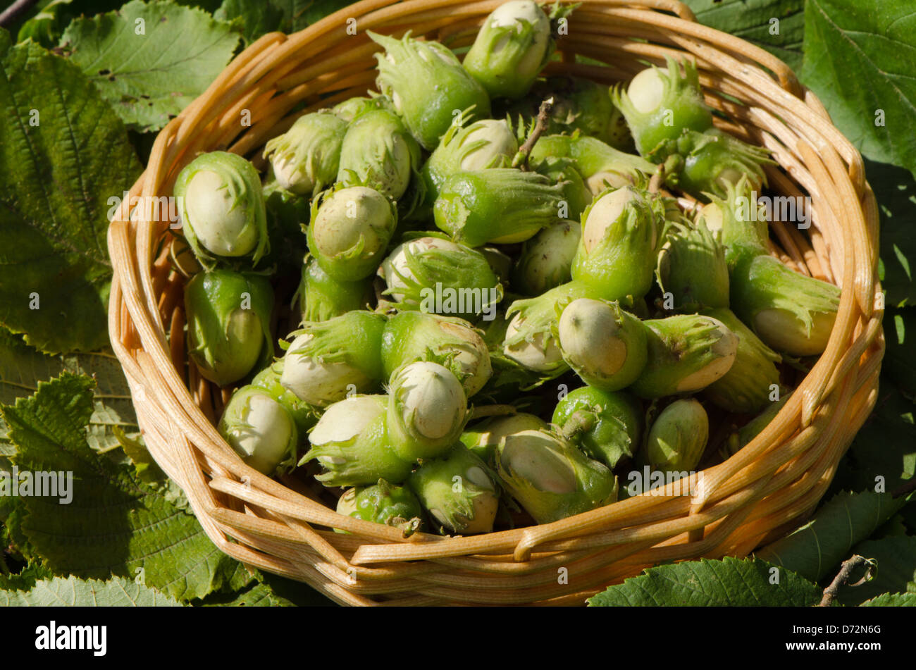 Hazel filbert nuts in hi-res stock photography and images - Alamy