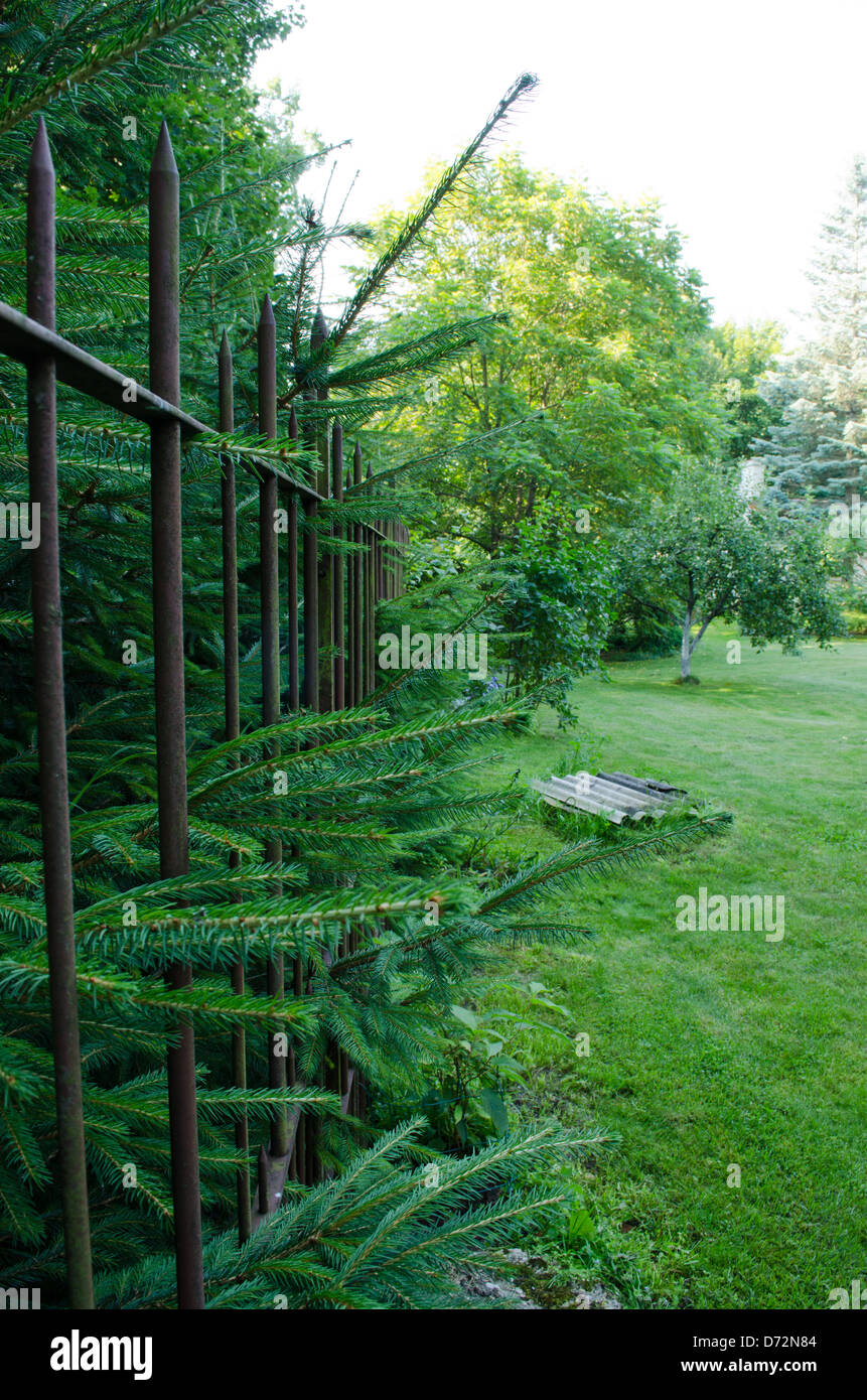 spruce hedges in the park and through the fence rods hanging spruce ...