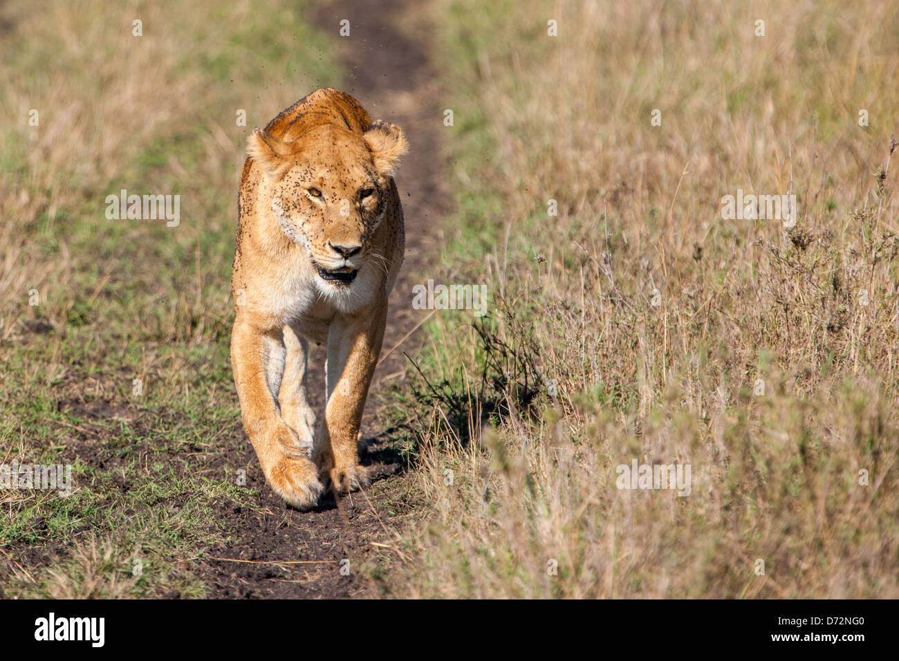 Lioness walking along track Stock Photo - Alamy