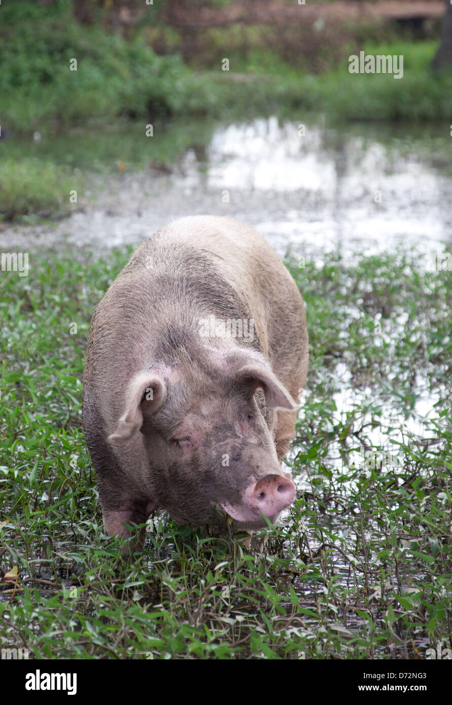 Cambodia pig animal hi-res stock photography and images - Alamy