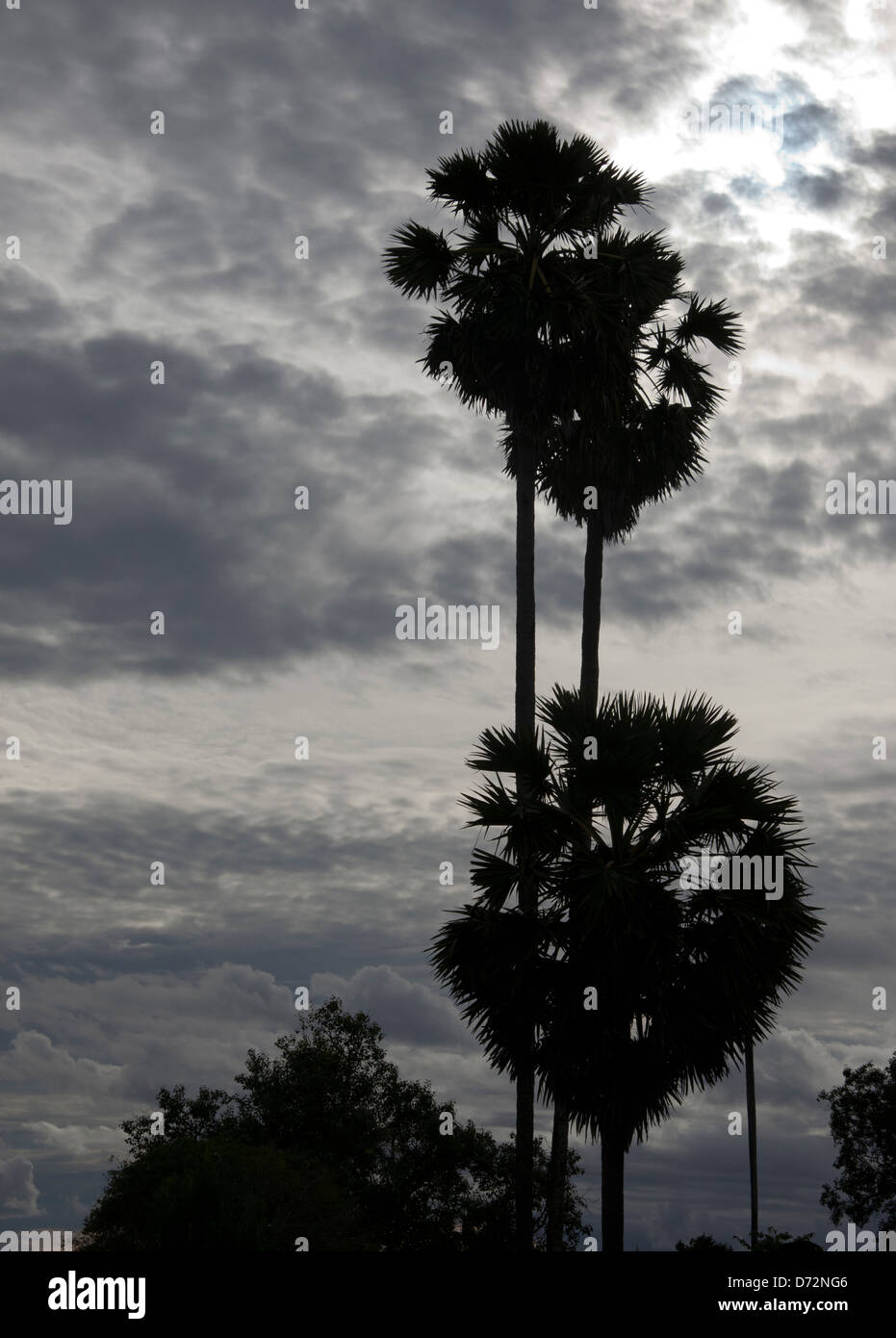 Kampong cham cambodia palm trees hi-res stock photography and images ...