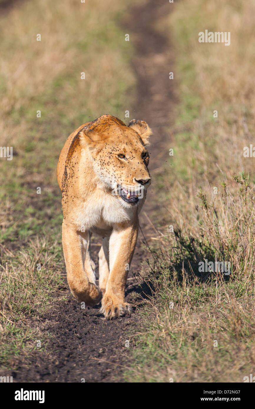 Lioness predator hi-res stock photography and images - Alamy
