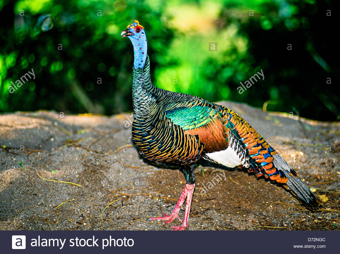 Petén, Guatemala Animals Stock Photos & Petén, Guatemala Animals Stock ...