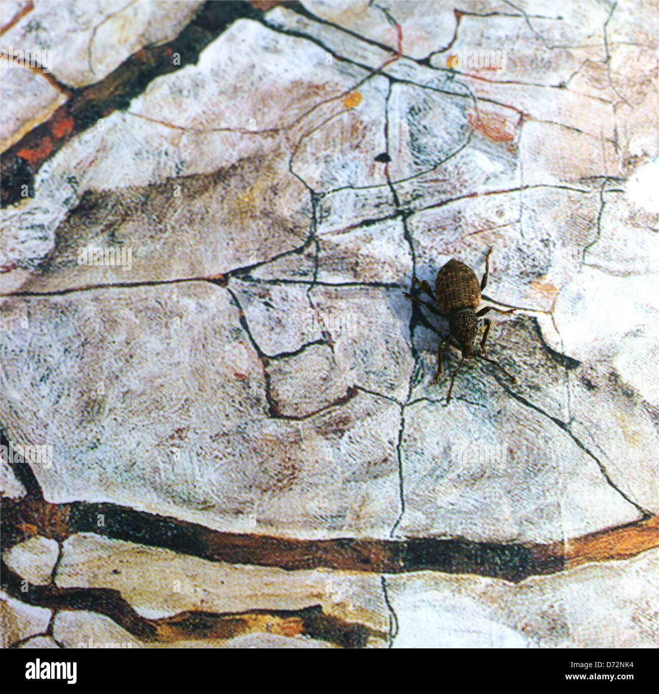 Disguised as insects hi-res stock photography and images - Alamy