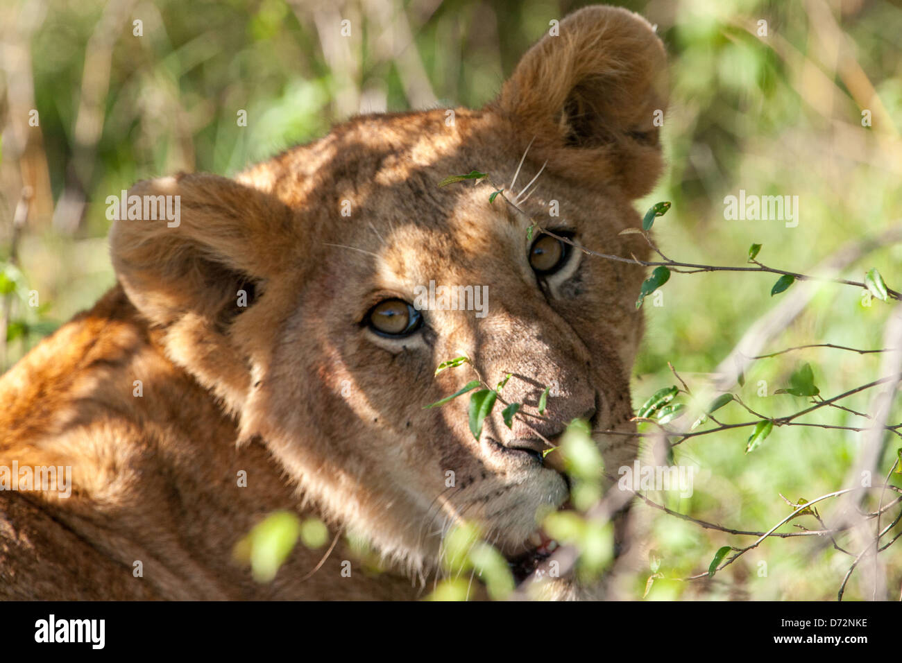 Lion hiding in bush Stock Photo - Alamy