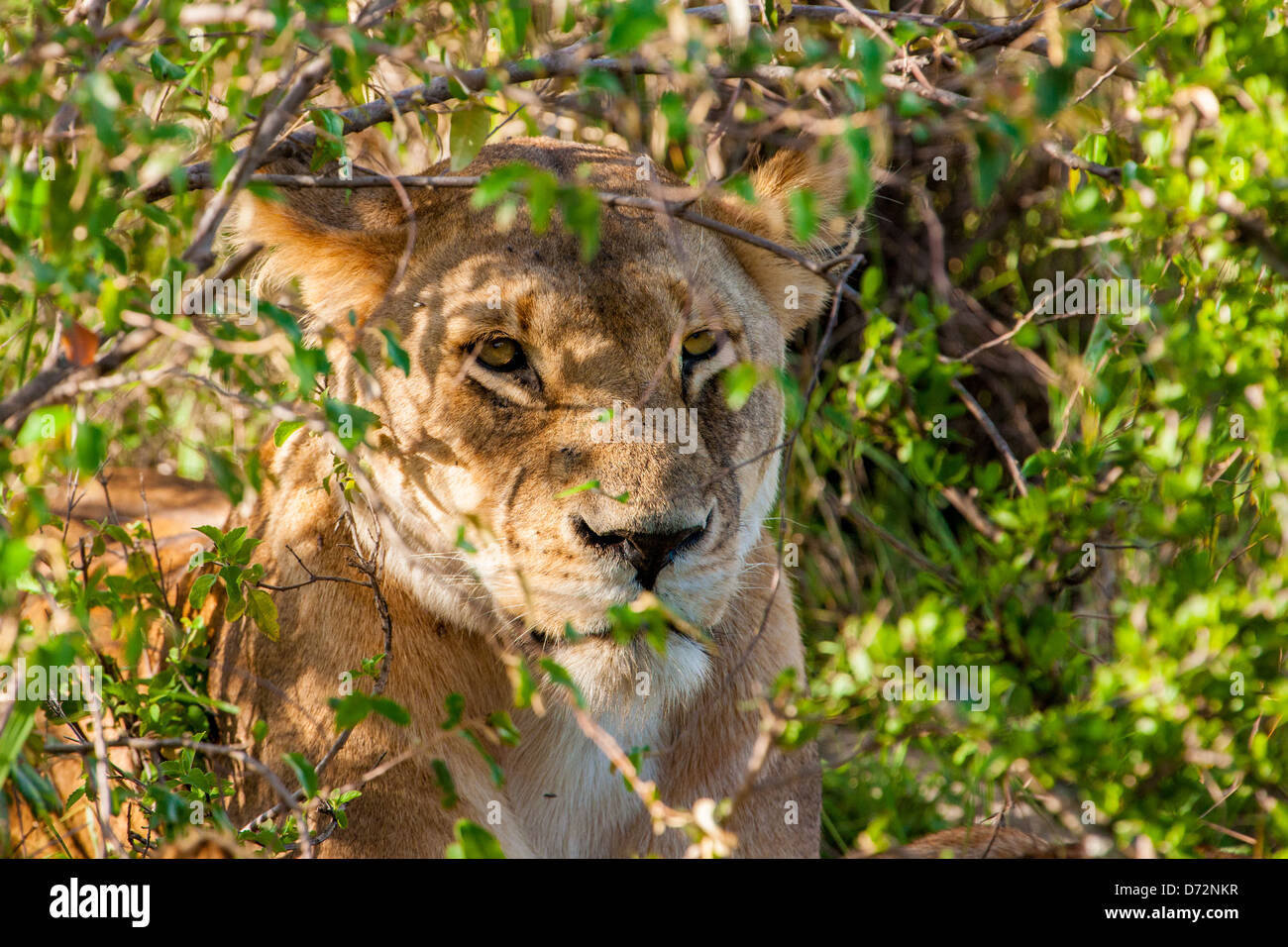 Lion hiding in bush Stock Photo - Alamy