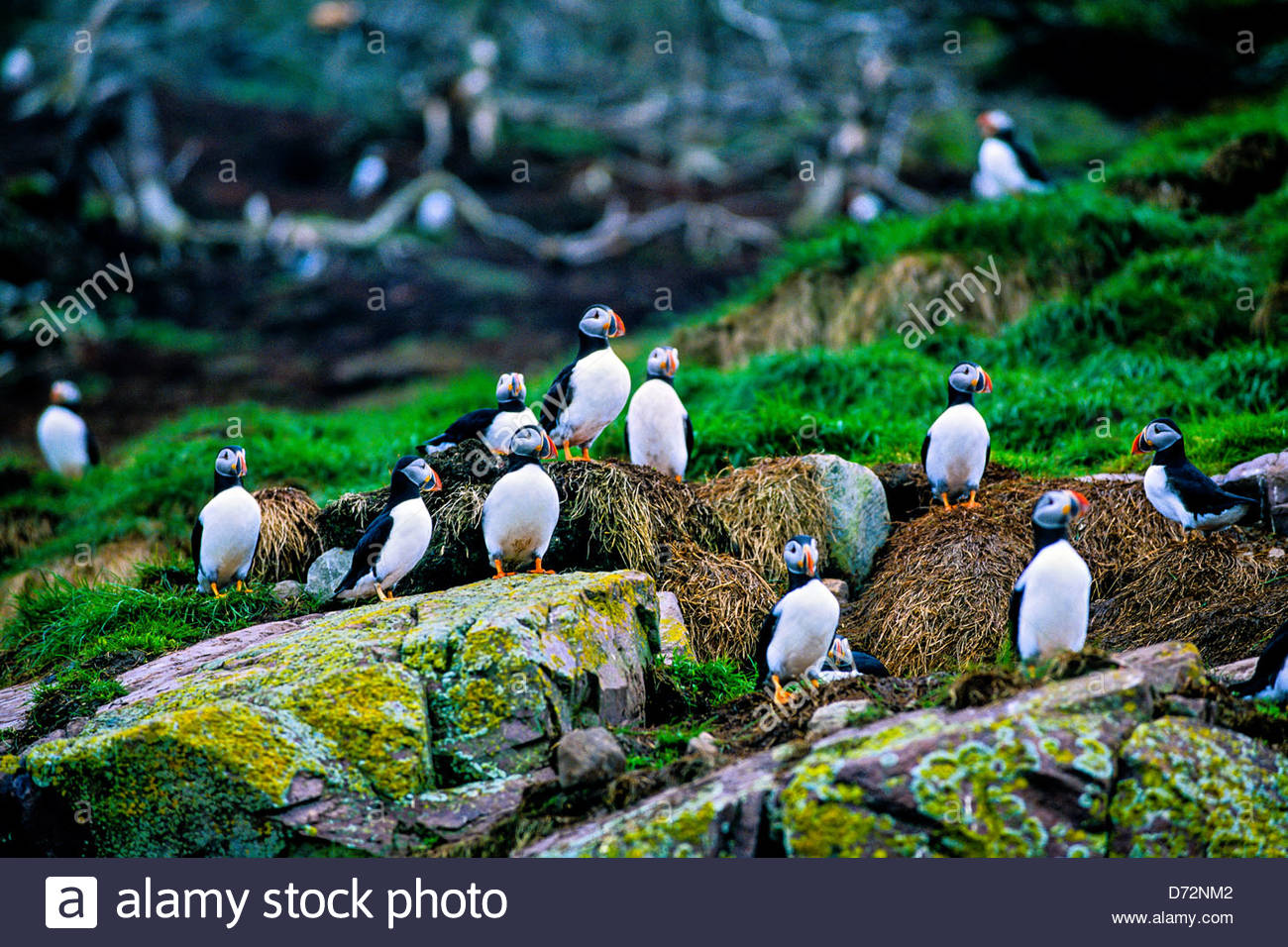 Witless Bay Ecological Reserve Stock Photos & Witless Bay Ecological ...