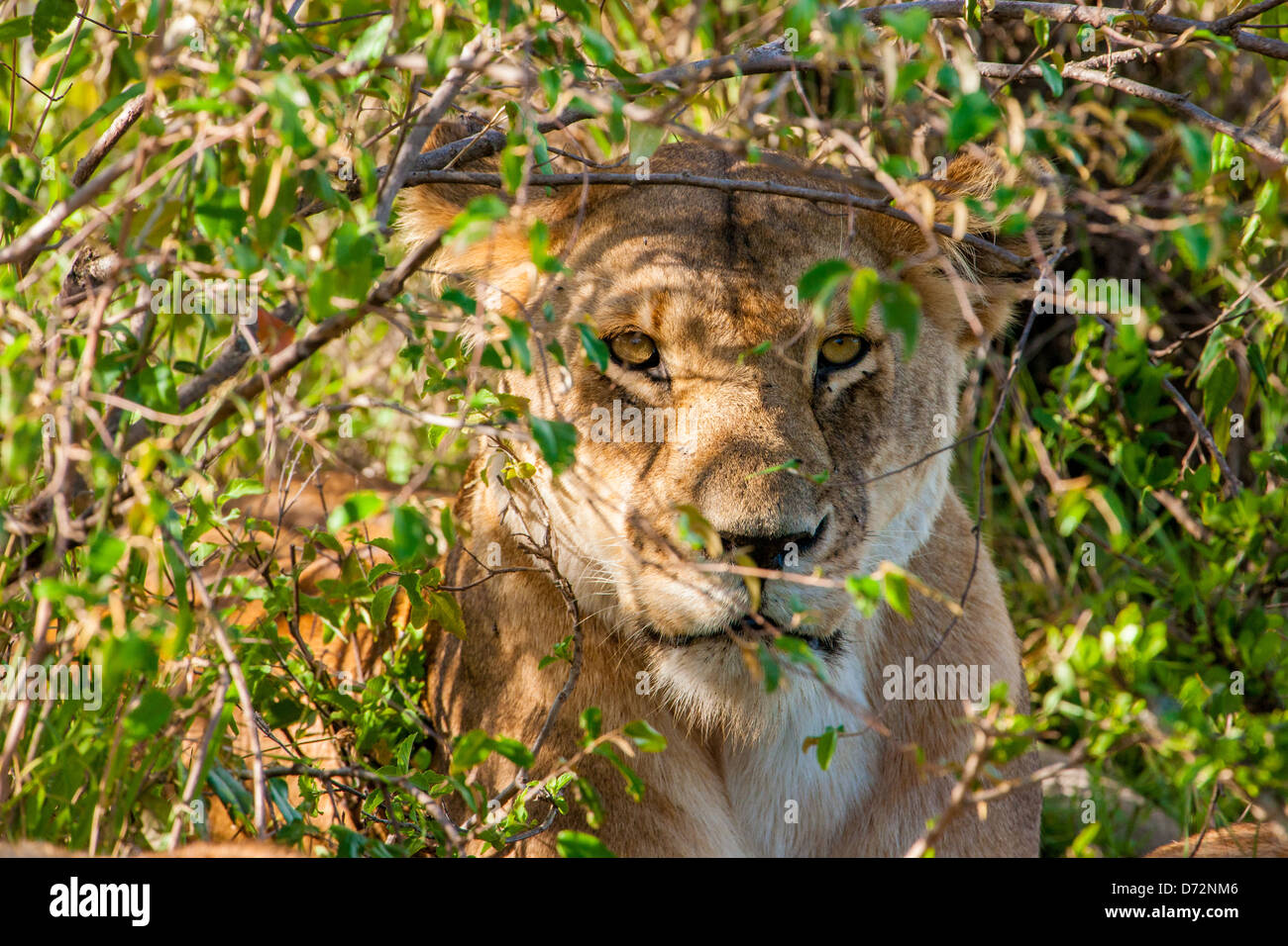 Africa lion in the bush hi-res stock photography and images - Alamy