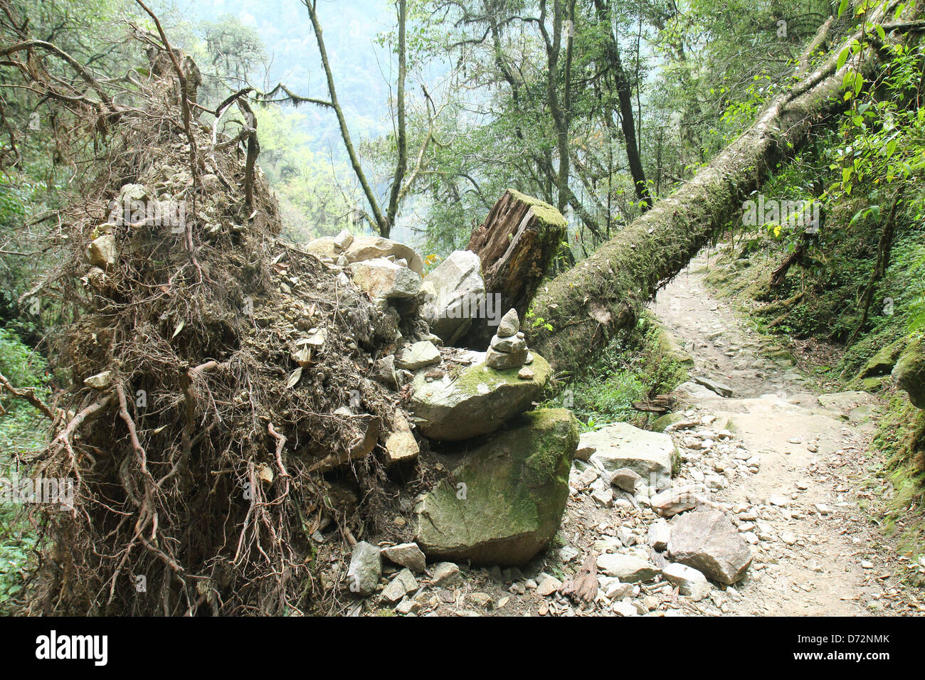 The trees are falling off the path of nature Stock Photo - Alamy