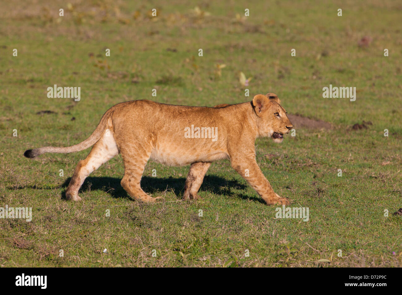 African lion hunting hi-res stock photography and images - Alamy