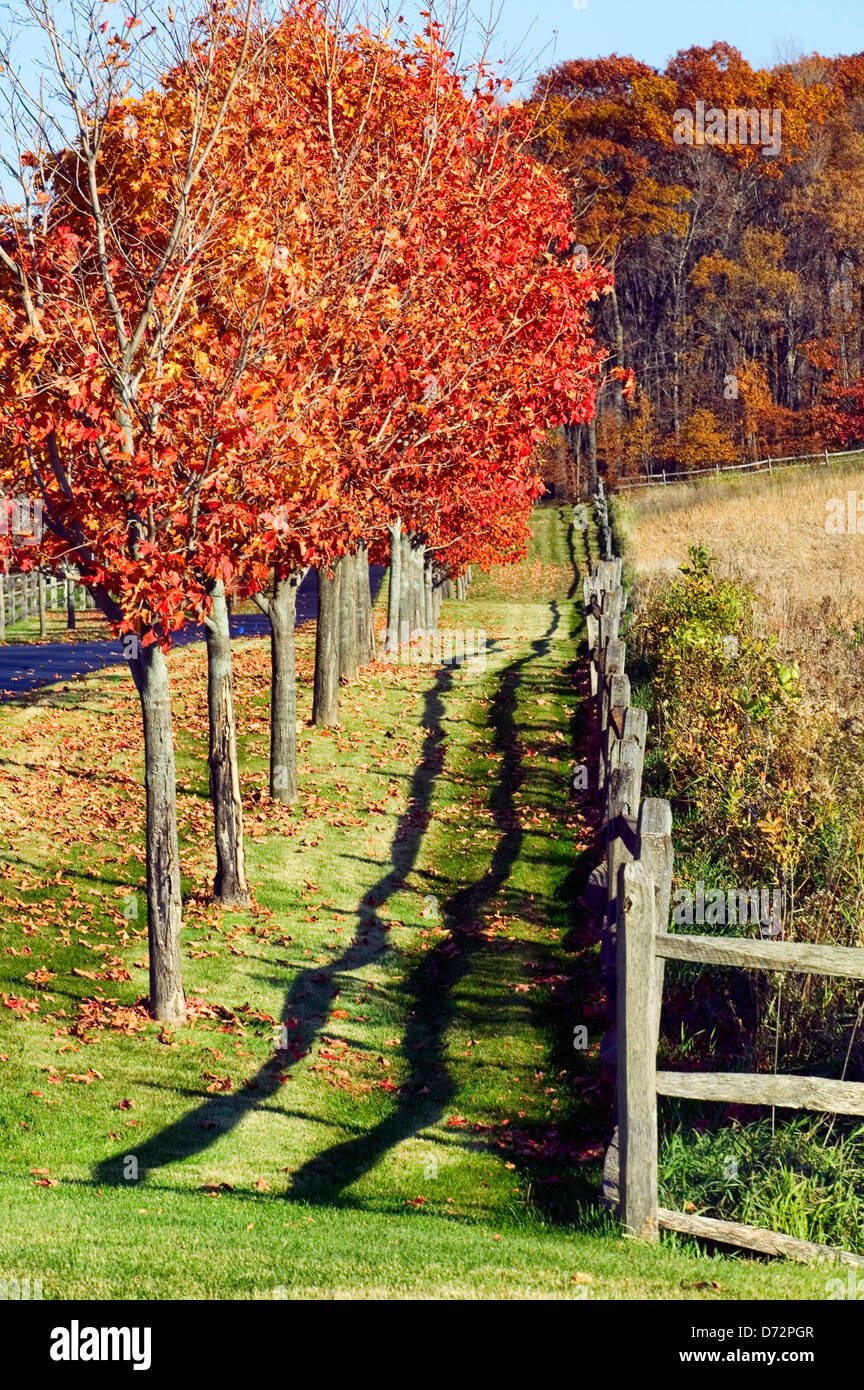 Neatly planted trees border a fence and provide fall color in Minnesota ...