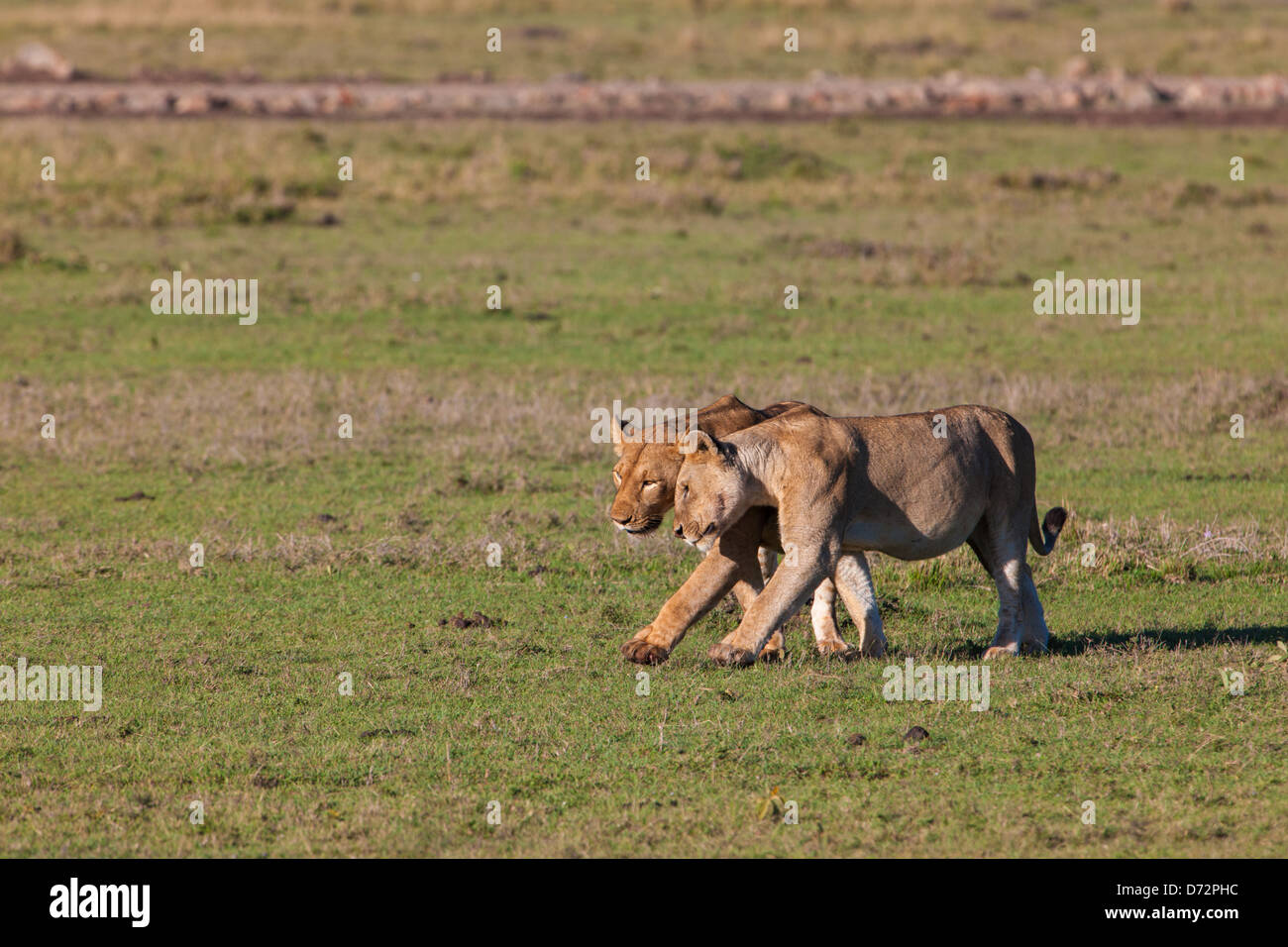 Playing lions hi-res stock photography and images - Alamy
