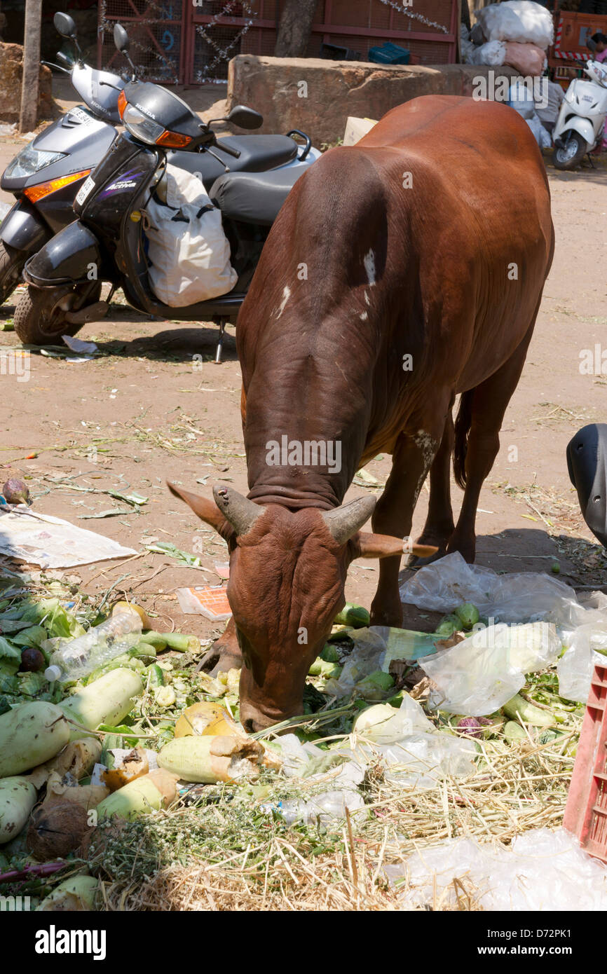 Goa cow hi-res stock photography and images - Alamy
