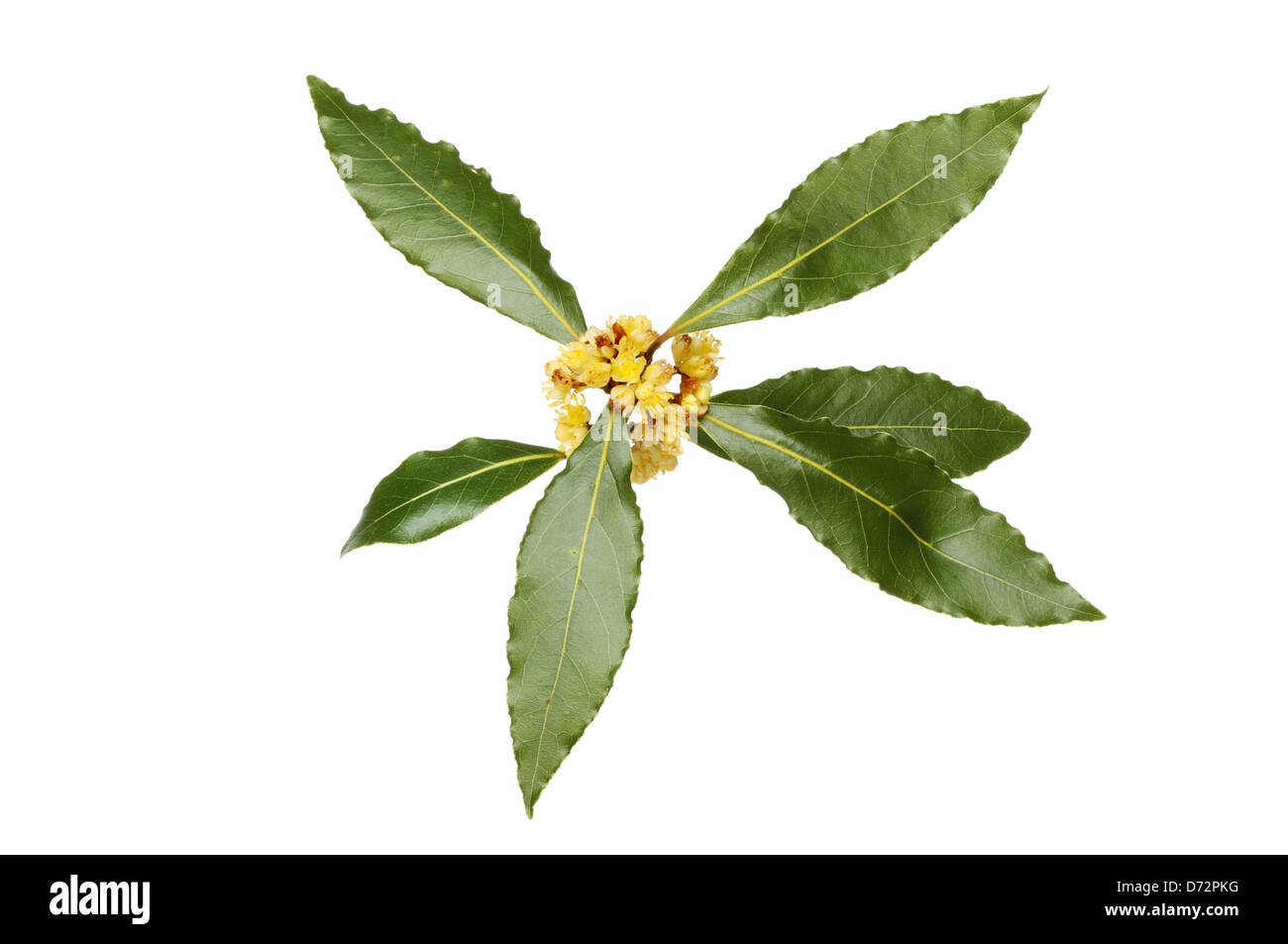 Bay Leaf Flower