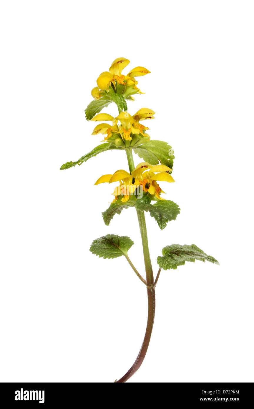Yellow Archangel, Lamiastrum galeobdolon, wild flower isolated against ...