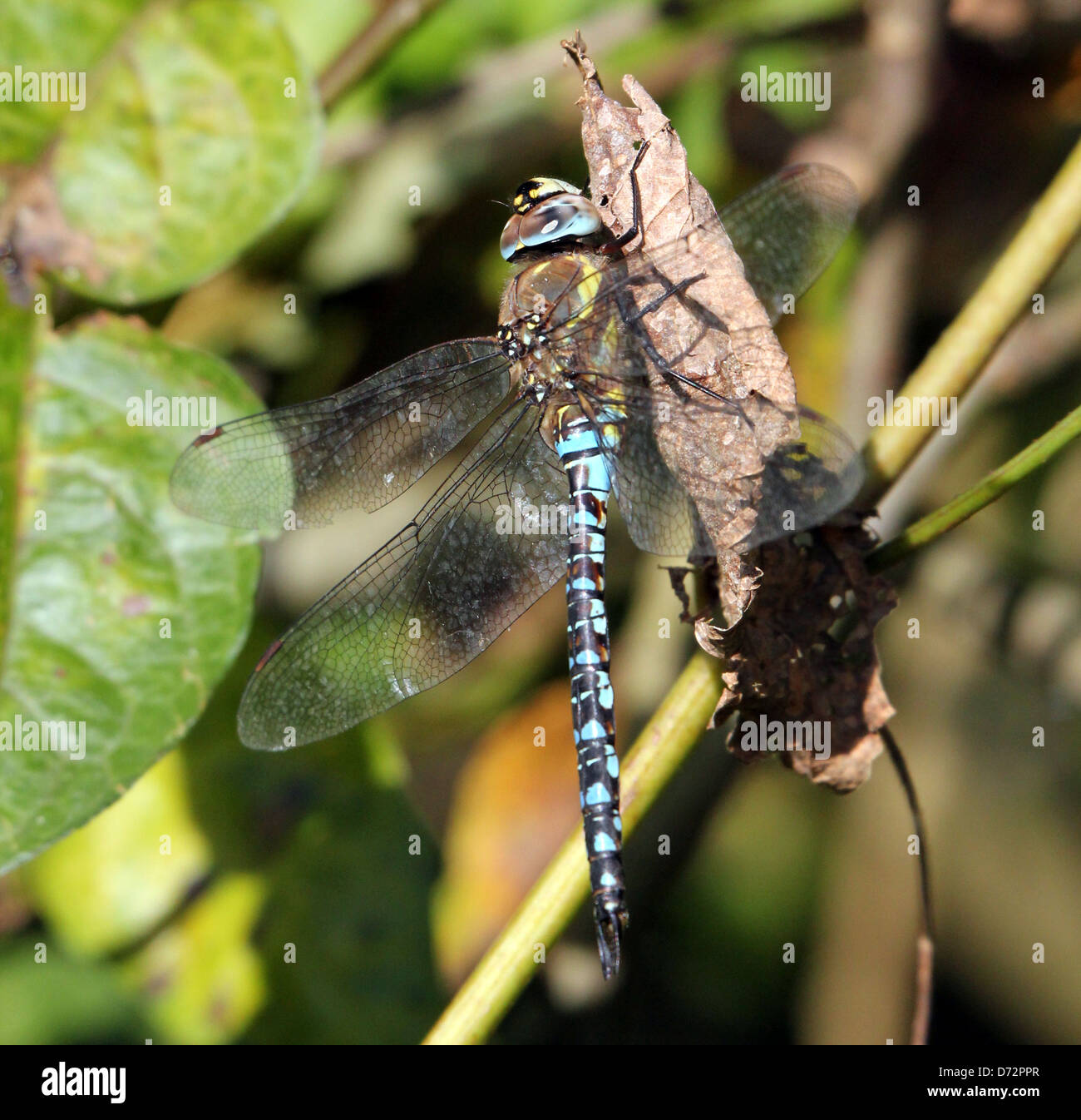 Male hairy hawker dragonfly hi-res stock photography and images - Alamy