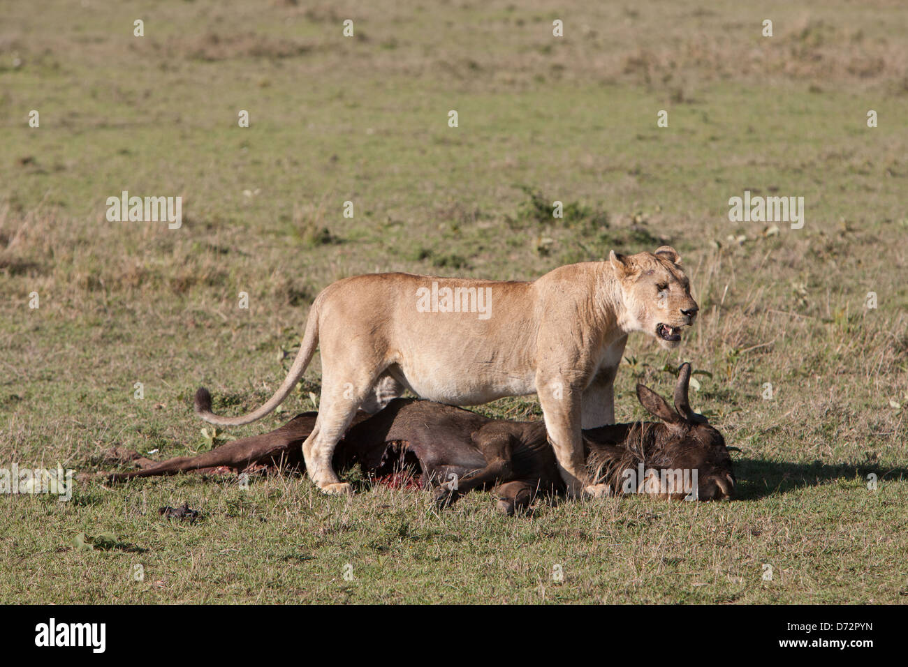 Lioness dragging prey Stock Photo - Alamy