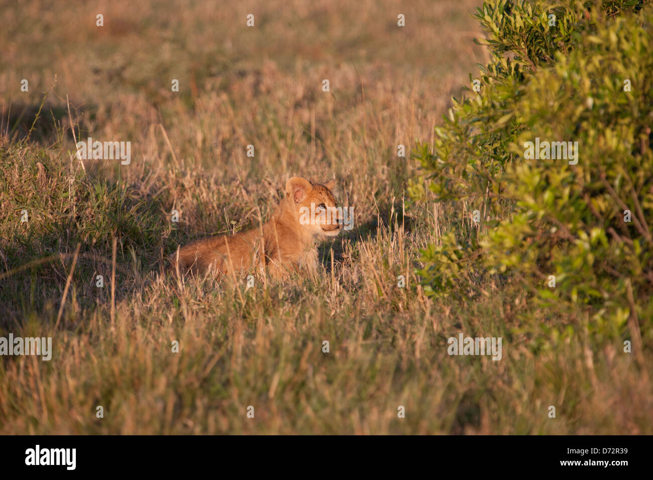 Untamed lion hi-res stock photography and images - Alamy