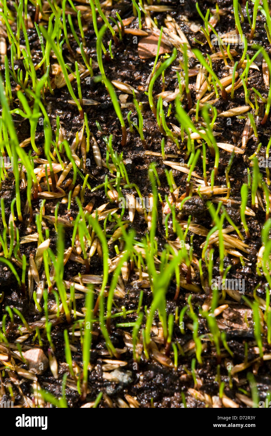 Germination of grass seeds germinating after being sown on top soil ...