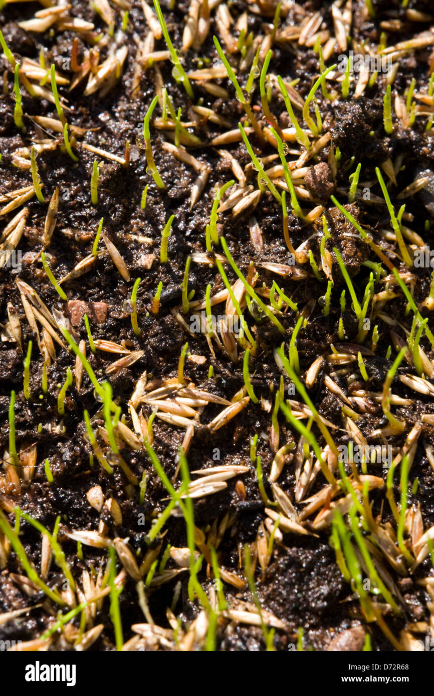 Germination of grass seeds germinating after being sown on top soil ...
