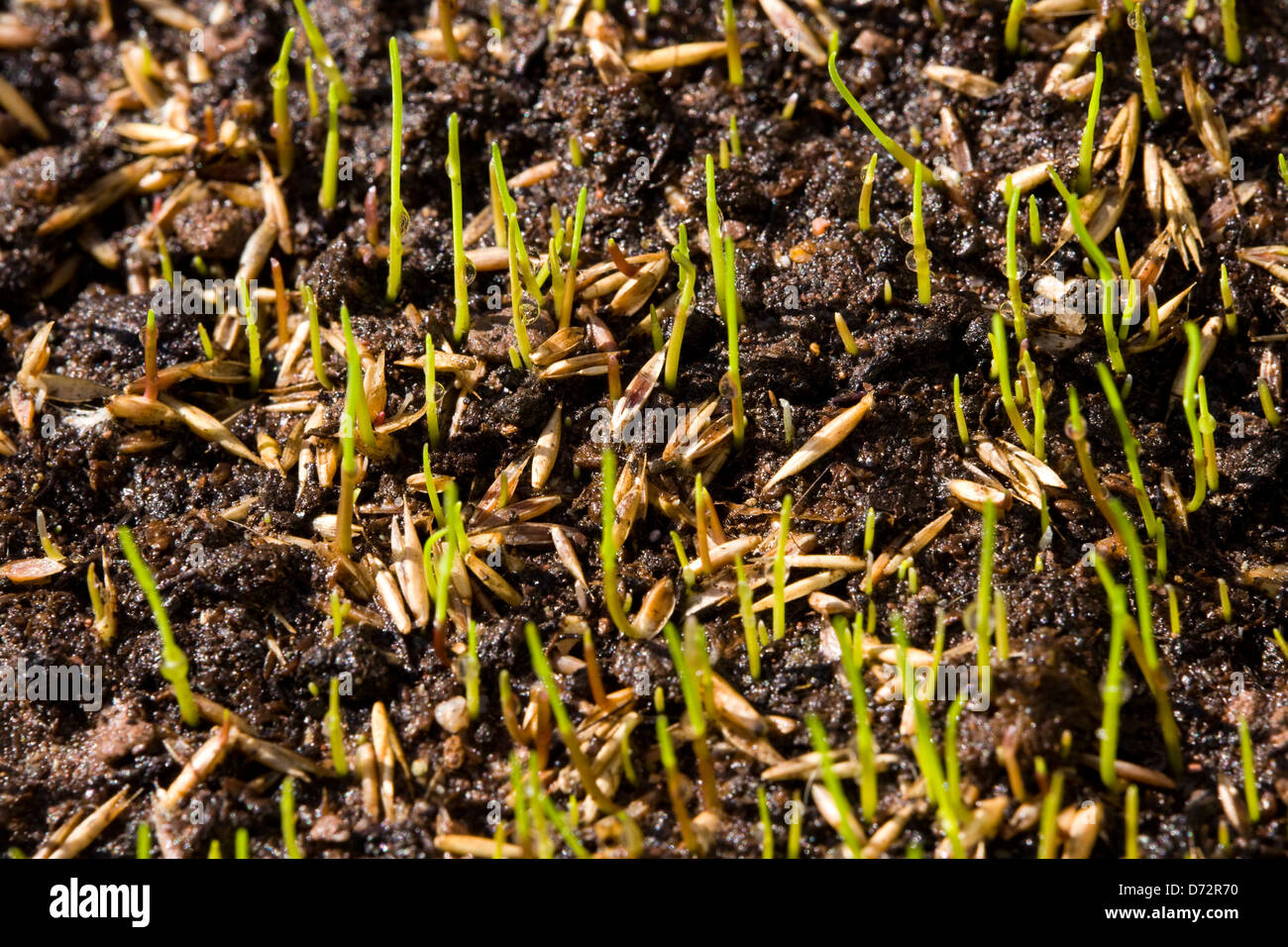 Germination of grass seeds germinating after being sown on top soil ...