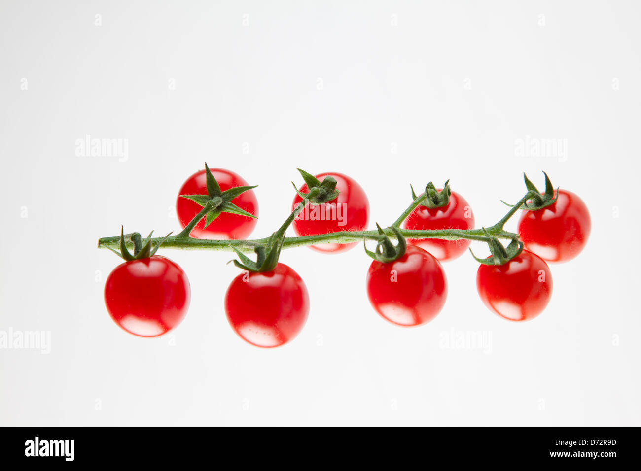 Fresh baby tomatoes on the vine-Solanum lycopersicum Stock Photo - Alamy