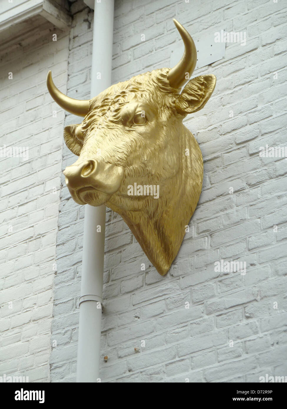 Ox head hi-res stock photography and images - Alamy