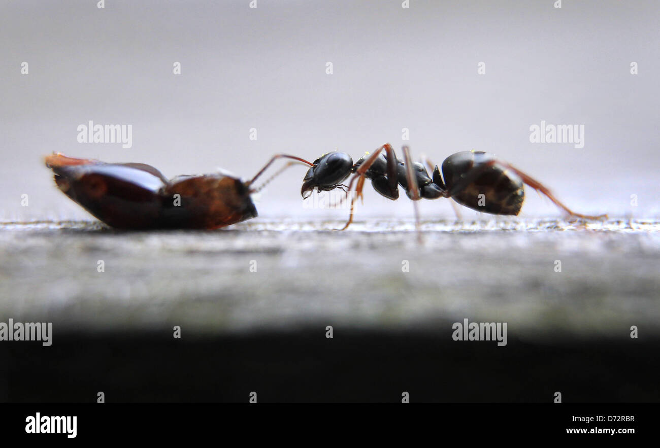 Ant stretches its feelers and touches a dead insect in front of it in ...