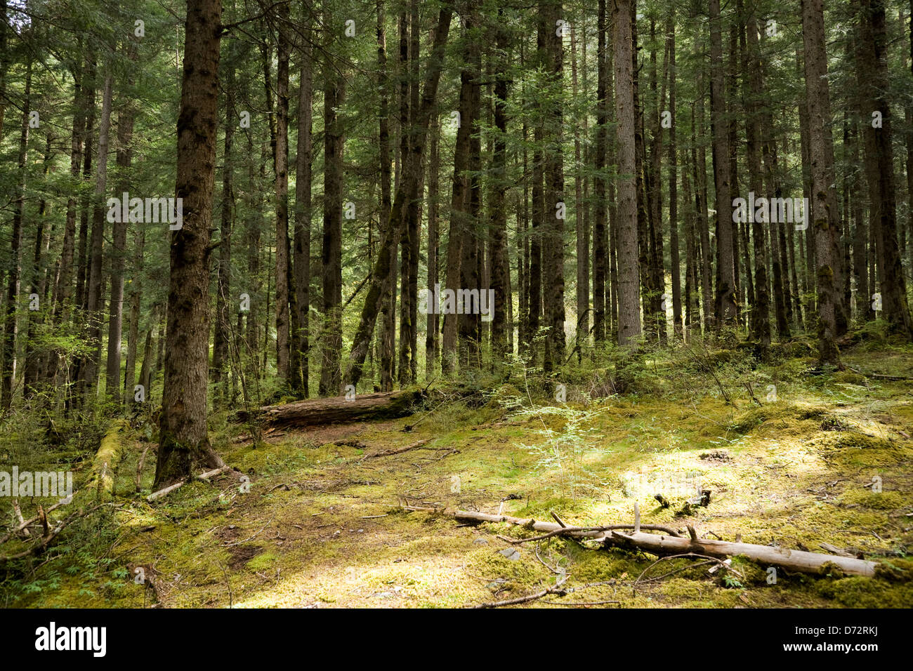Conifer trees in the wood /coniferous pine woods / forests of the ...