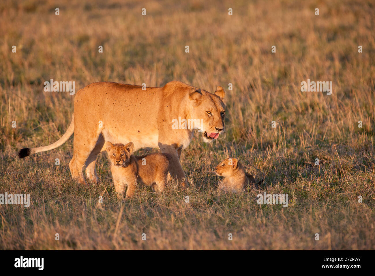 Lion and his cubs hi-res stock photography and images - Alamy