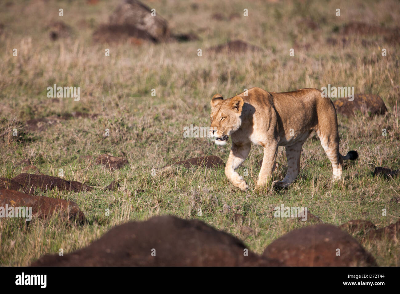 Untamed lion hi-res stock photography and images - Alamy