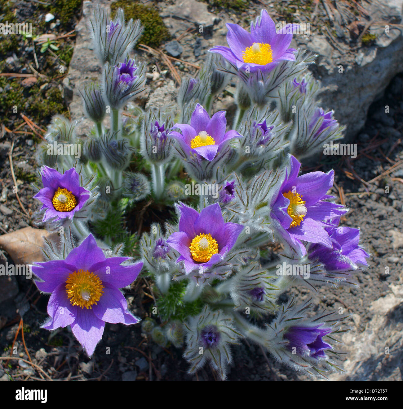 Pasque flowers spring flowers Pulsatilla halleri Stock Photo - Alamy